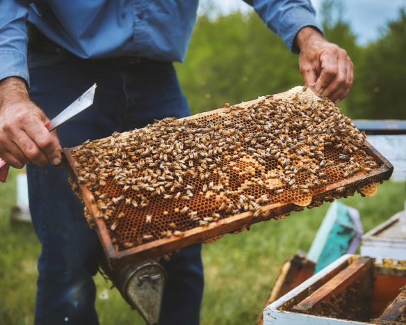 Le miel – Desrochers D